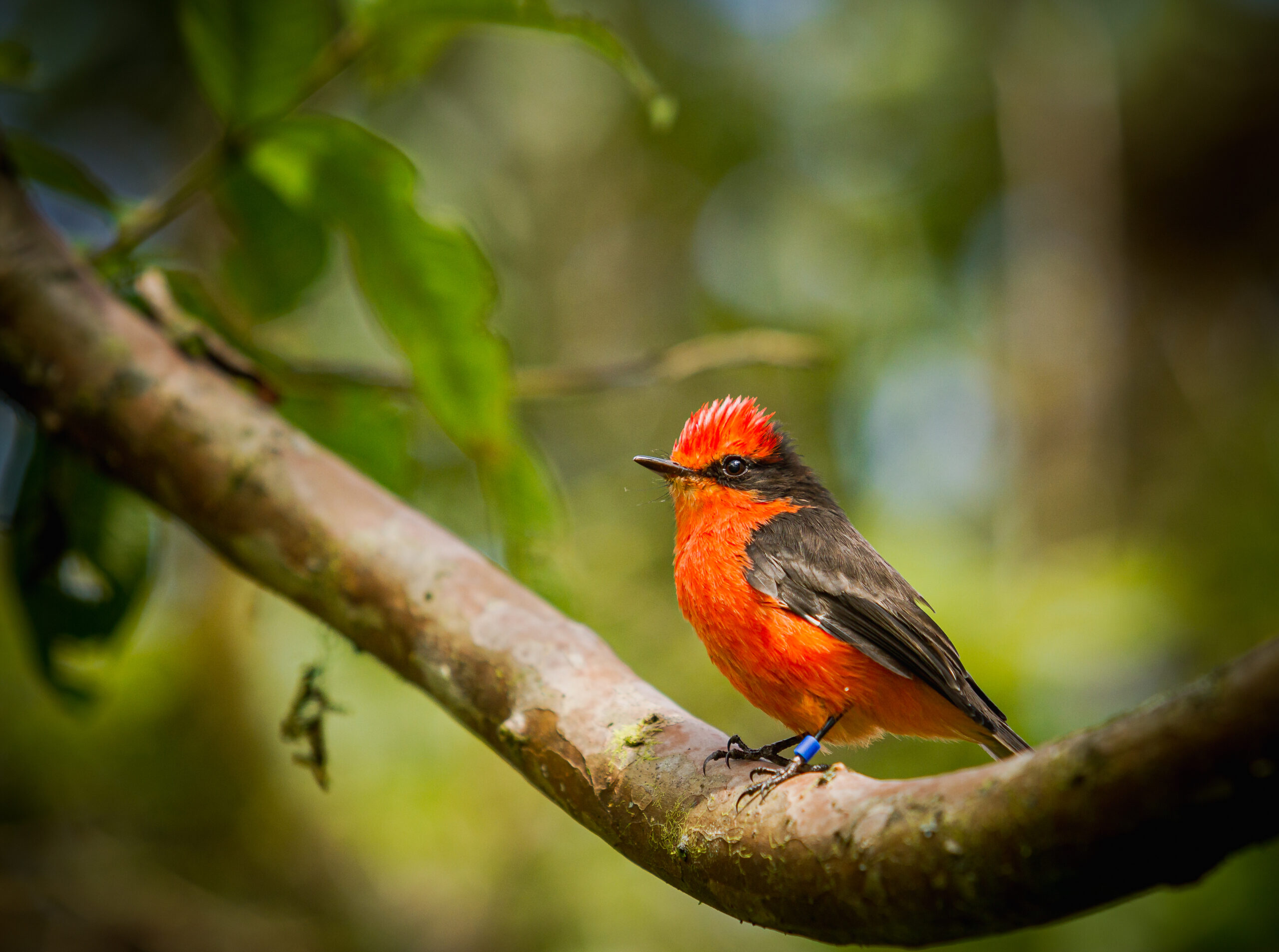 Little vermilion flycatcher - Galapagos Conservation Trust