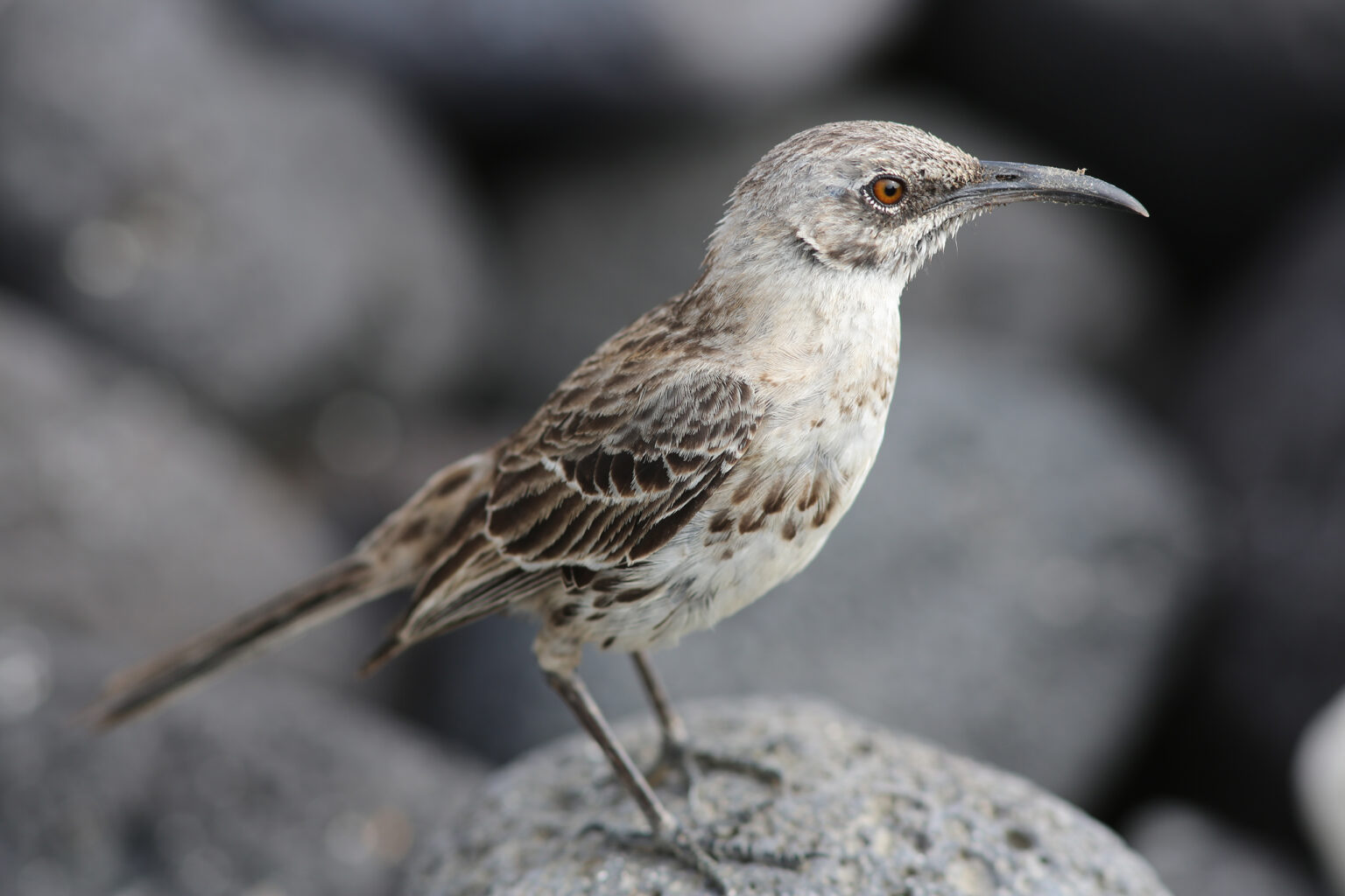 Española mockingbird - Galapagos Conservation Trust