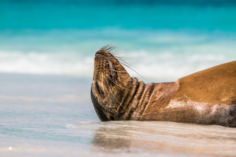 Meet Disney's latest star, Leo the Galapagos sea lion - Galapagos ...